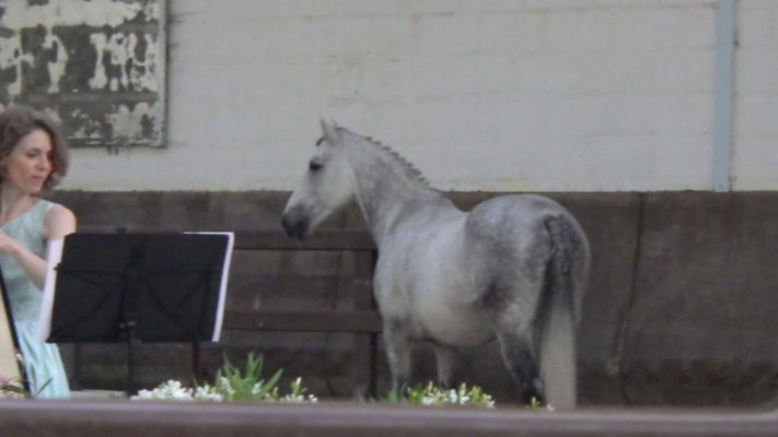 Festival Musica (5) – Vitav